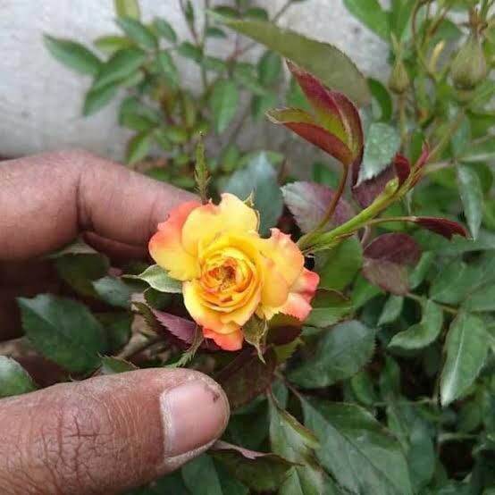 Tanaman Bunga Mawar Rambat Kuning / Climbing Rose Kuning | Lazada Indonesia