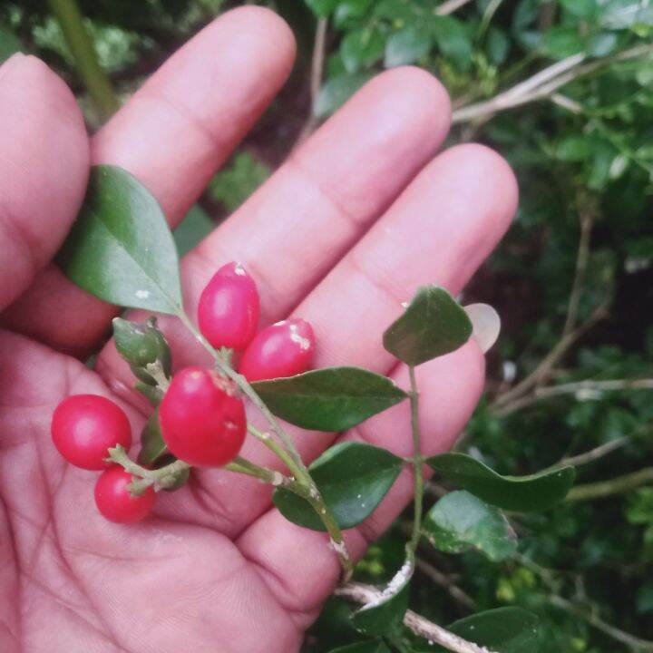 Benih super bunga kemuning 10 biji | Lazada Indonesia