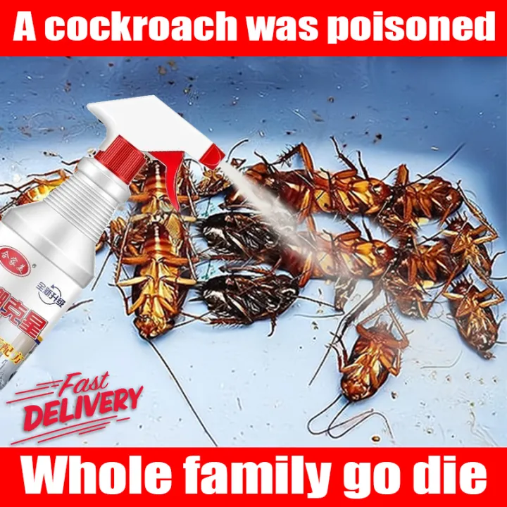 Killing the whole nest of cockroaches cockroach killer aerosol ...