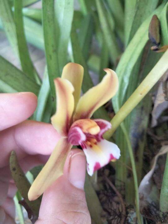 pokok orkid labah labah hutan | Lazada