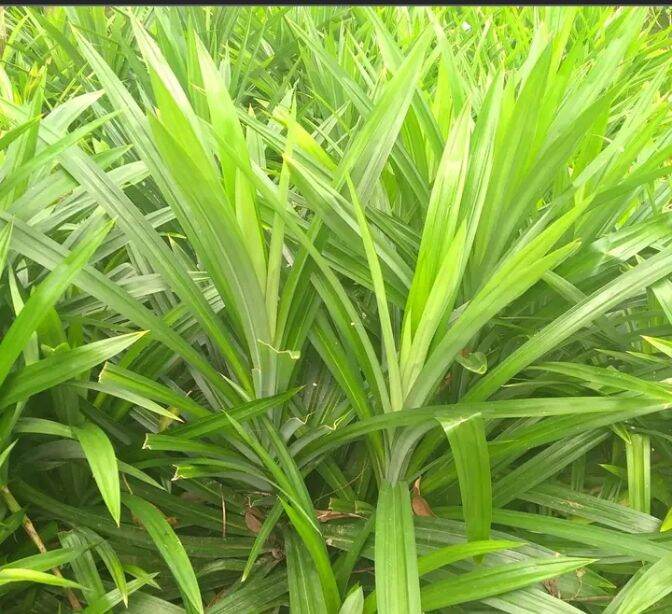 Daun Pandan Segar Pewarna Kue Alami Per ikat | Lazada Indonesia