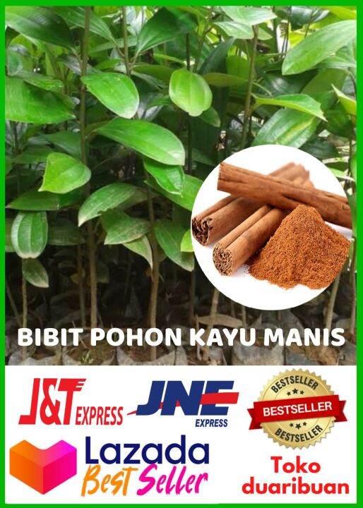 Pohon Kayu Manis