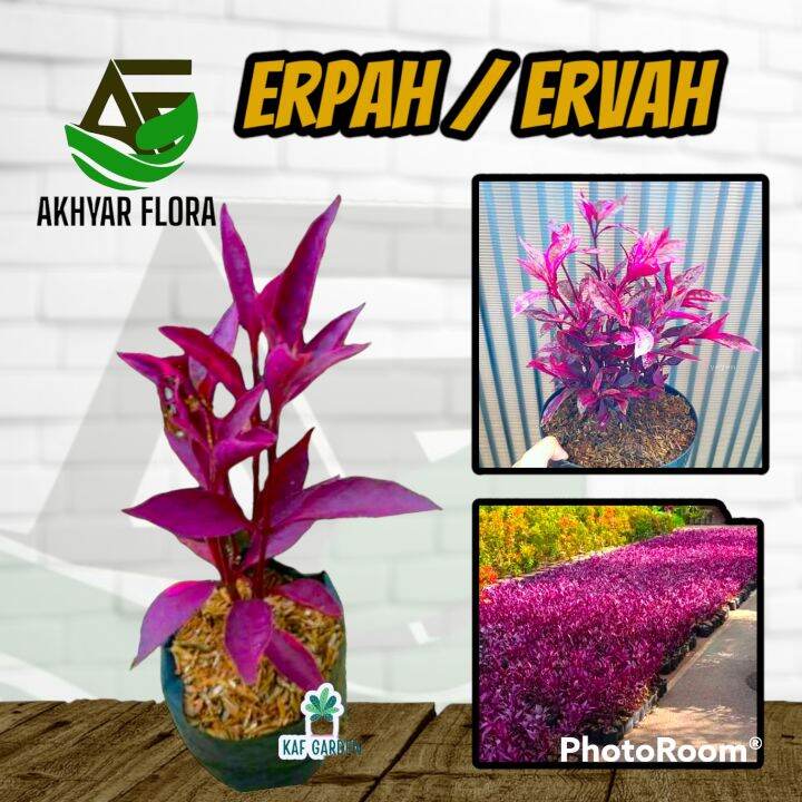 Erpah Tanaman Hias Untuk List Taman Dekorasi Taman Tanaman Proyek ...