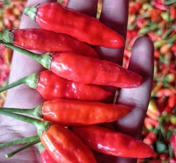 Cabe Rawit Merah Segar Fresh langsung petik saat order / Cengek ( 1 Kg ...