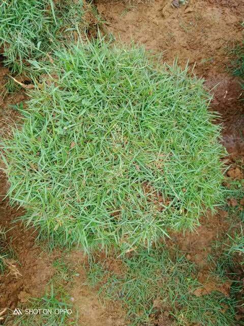 jual rumput jepang atau rumput peking 1 meter x 1 meter | Lazada Indonesia