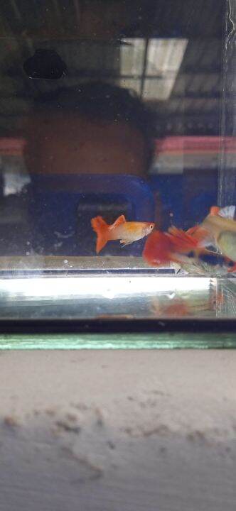 [LIVE] Premium Guppy fish Albino Koi Platinum Tuxedo ( 5 fish 1 price) | Lazada