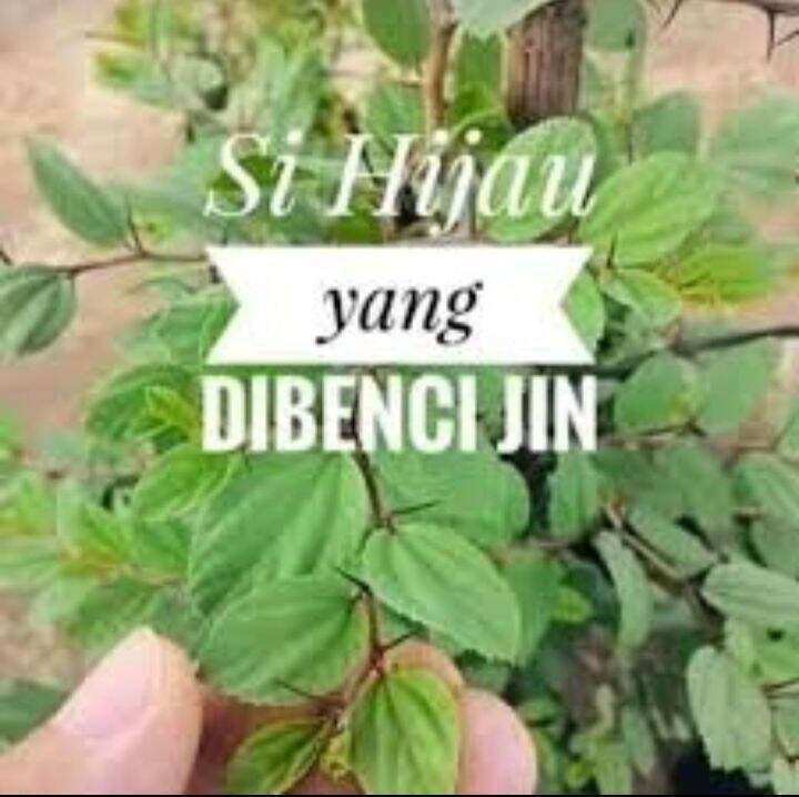 Pokok Bidara Perubatan Tradisional&Syifa | Lazada