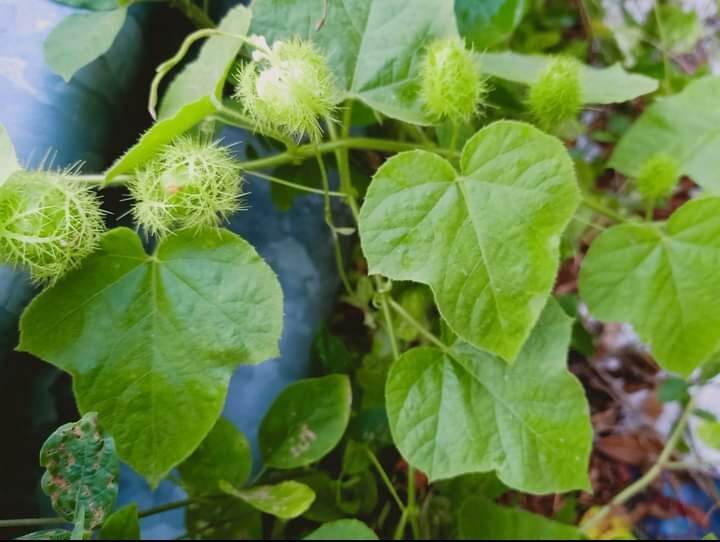 pokok letup letup atau ulat bulu | Lazada