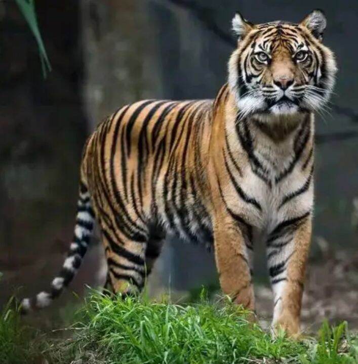 poster cetak/lukisan hiasan dinding gambar harimau | Lazada Indonesia
