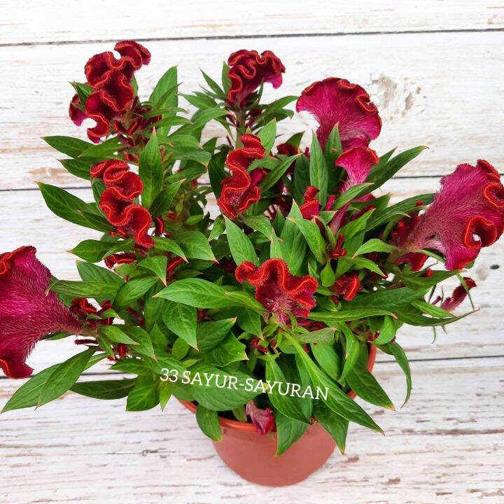 Bunga Balung Ayam Celosia 33SAYUR-SAYURAN bunga hiasan hidup ready ...