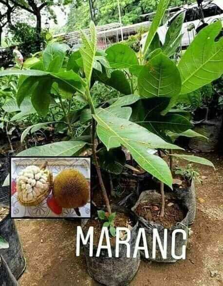 Live Plant Grafted Plant Marcoted Plant Marang Tree Plant Fruit bearing ...