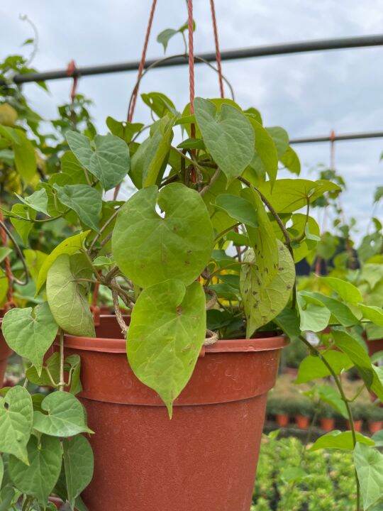 Telosma Cordata 夜来香 hanging pot real plant free extra organic ...