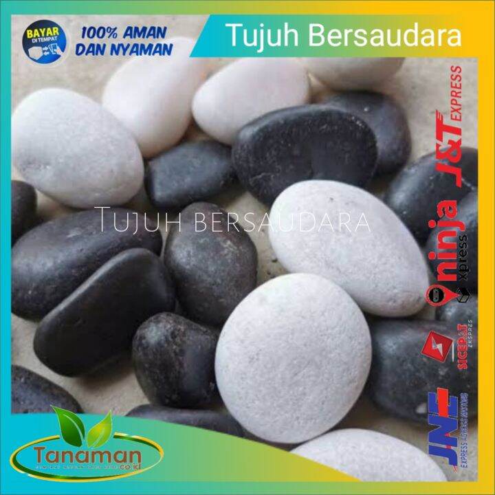 BATU KORAL BATU HIASAN Aquarium 3kg-batu panca warna batu sungai batu ...