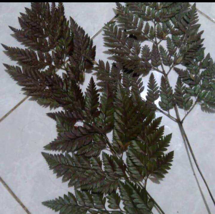 daun pakis kering / leather leaf | Lazada Indonesia