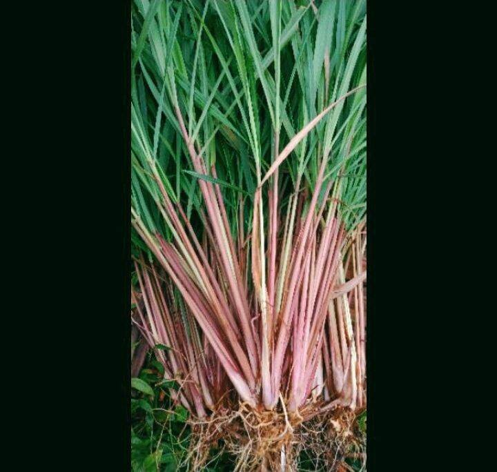 tanaman sereh merah sereh wangi herbal rematik dll | Lazada Indonesia