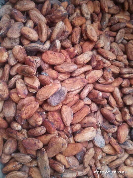 biji kakao/biji cokelat/kakao kering | Lazada Indonesia