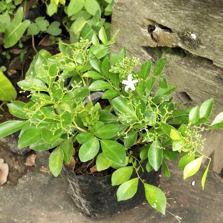 KAMUNING PLANT FOR SALE | Lazada PH