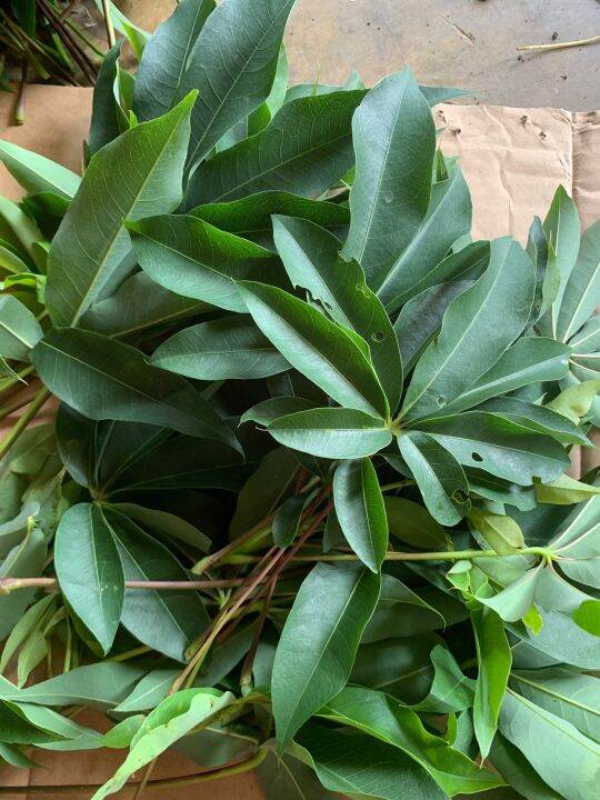 Daun randu atau kapuk 500gr | Lazada Indonesia