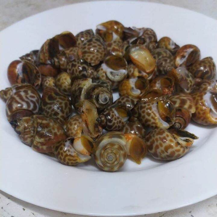 kerang macan 500 gram frozen | Lazada Indonesia
