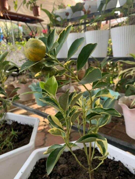 variegated calamansi live plant small well rooted and [establish ...