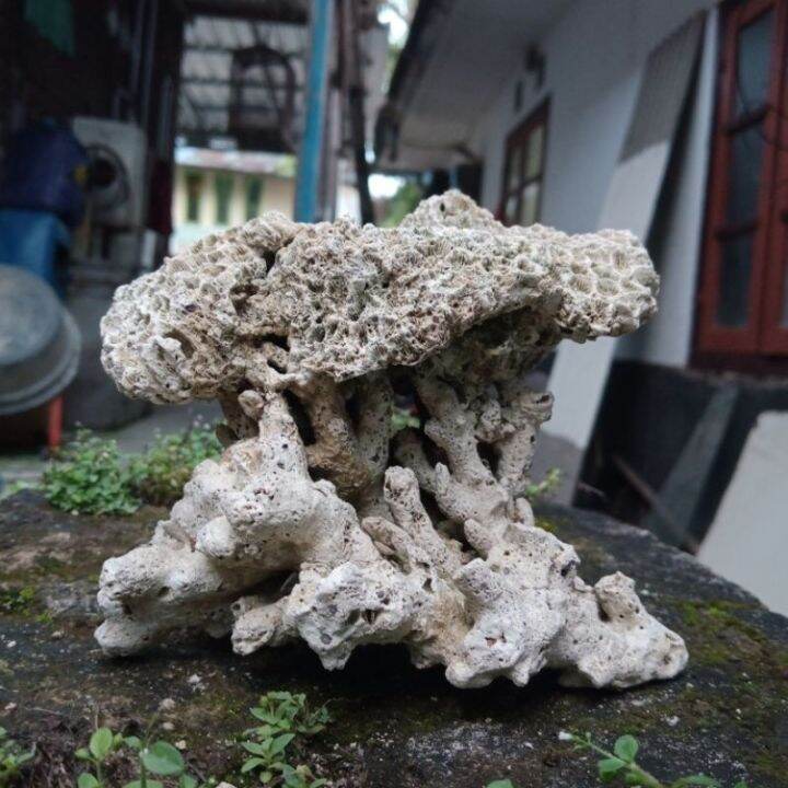 batu karang laut asli dari laut bentuk istimewah lubang gua seram batu ...