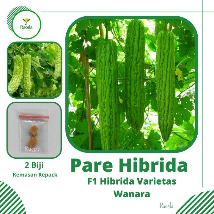 2 Biji-Benih Pare Hibrida F1 | Repack Sayuran Pahit Besar Wanara ...