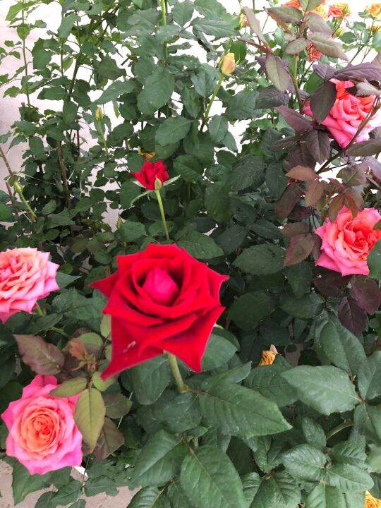 Pokok Rose Berbunga Pasu Size M | Lazada