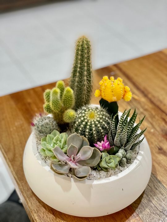 (MCSG PREMIUM) MINI CACTI SUCCULENTS GARDEN ARRANGEMENT REAL LIFE ...