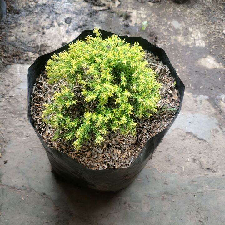 Bonsai Cemara Emas | Lazada Indonesia