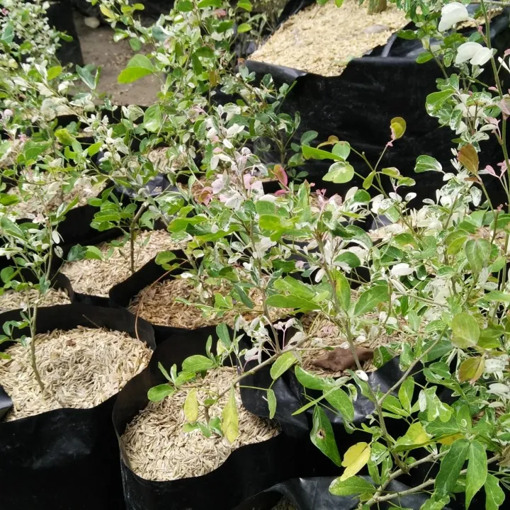 Bibit Tanaman Asem Belanda Varigata atau Asem Londo (Prembe Jawa ...