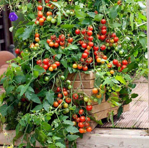 Benih Ceri Tomato Manis /Cherry Tomato/珍珠番茄 | Lazada