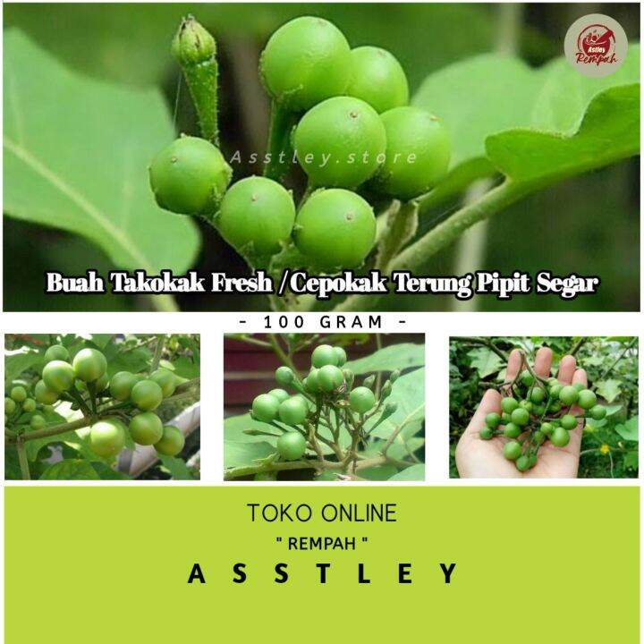 Buah Takokak Atau Cepokak 1 Kg | Lazada Indonesia