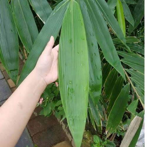 daun bambu segar untuk bacang ada orderan langsung di ambil dari ...