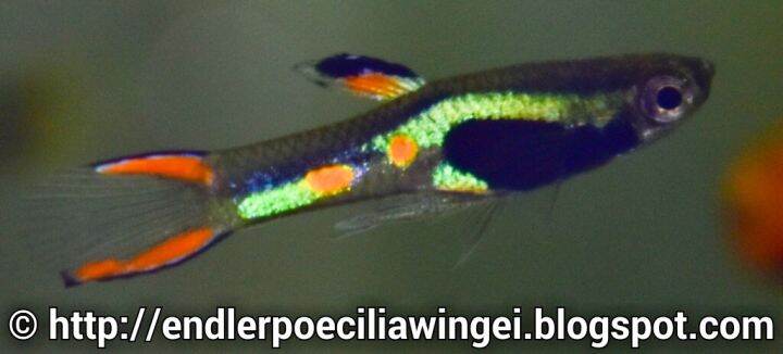 orange dot ahimpei endlers guppy pair | Lazada