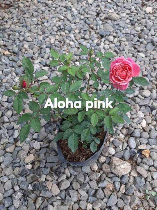 piti mini roses/miniature(small petals) | Lazada PH