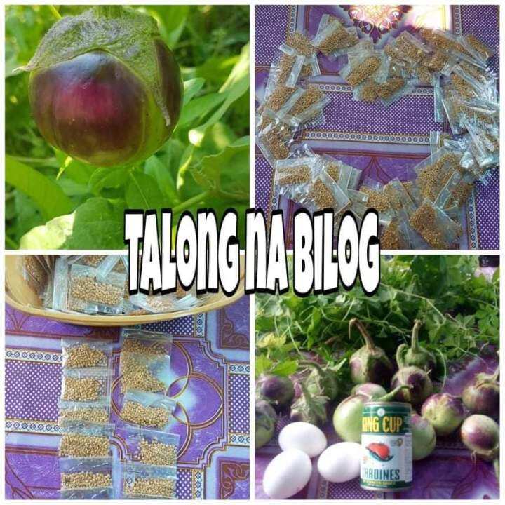 Fresh eggplant/Talong na bilog seeds for planting- | Lazada PH