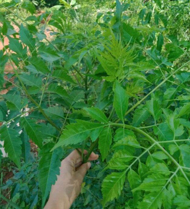 jual Daun Mimba atau Mindi segar 1Kg | Lazada Indonesia