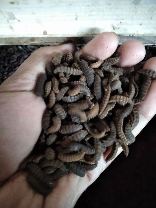 Prepupa dan Pupa Indukan Lalat BSF | Lazada Indonesia