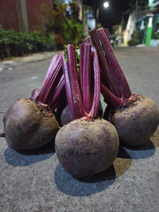 Buah BIT 1Kg Langsung dari kebun / Beet Root / Beet / Buah Bit / Buah ...