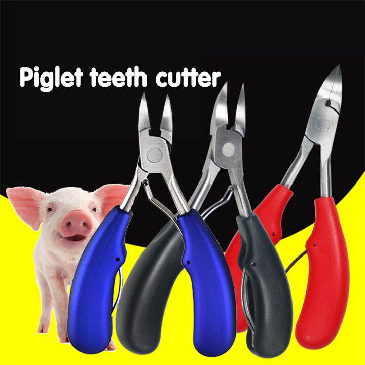 Piglet Tooth Cutter Stainless Steel Piglet Tooth Forceps Pig Tooth ... Piglet Tooth Cutter Stainless Steel Piglet Tooth Forceps Pig Tooth ...
