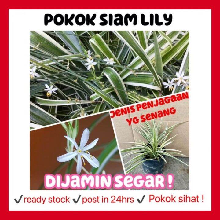 Rina • pokok siam lily • bichetii grass false lily turf wheat plant ...
