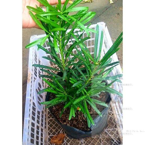 Maki Buddhist pine seedlings Podocarpus Macrophyllus | Lazada PH