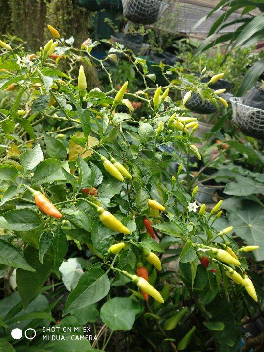 Chili Labuyo 100pcs Seeds Very Hot Chili in Good Condition Always Fresh ...