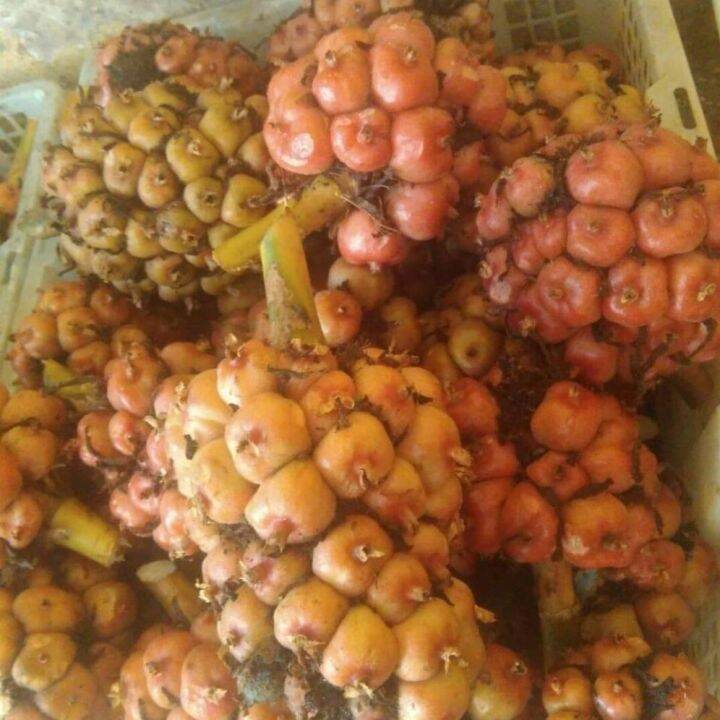 Buah Honje | Kecombrang segar 1Kg | Lazada Indonesia