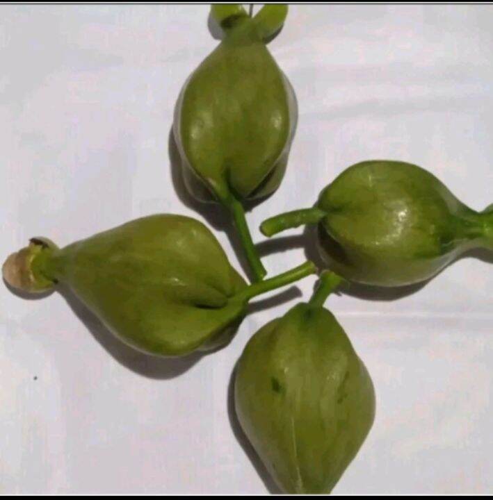 /bitoon fruit fresh 1 kilogram (gamot sa bukol/goiter/cyst) | Lazada PH