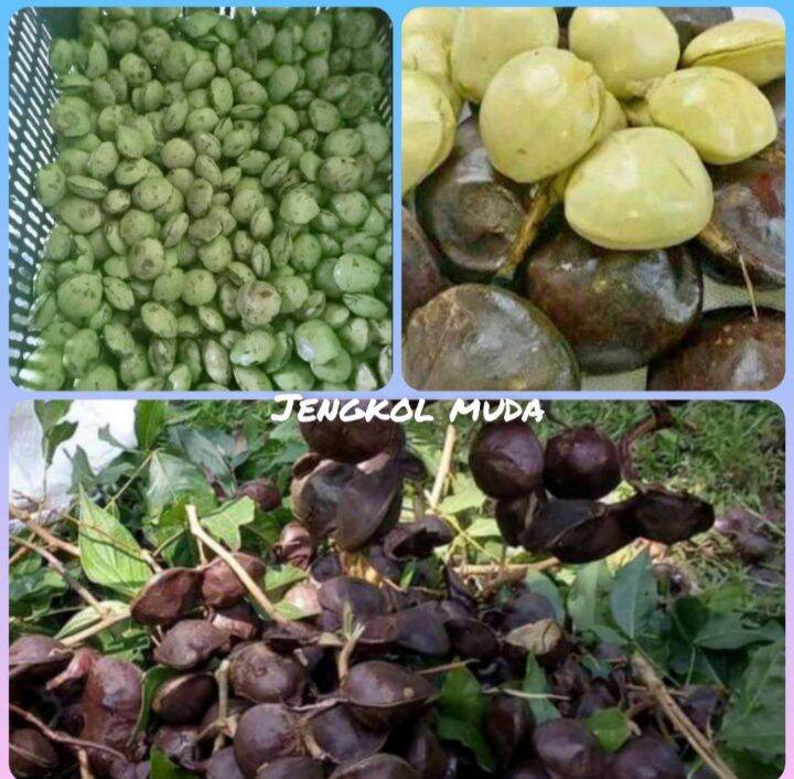 buah jengkol muda segar lalapan 1kg | Lazada Indonesia