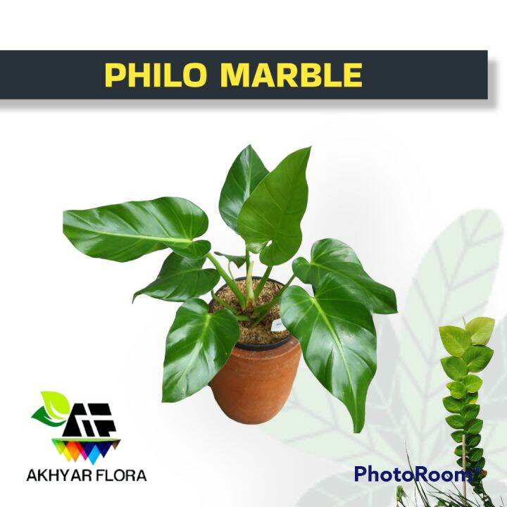 Philo Marbel Tanaman Hias Indoor Philodendron Marble | Lazada Indonesia