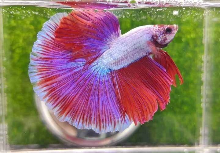 betta fish, ikan laga.打架鱼，斗鱼，hm,rose tail,random | Lazada