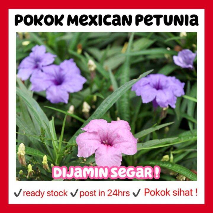RINA • pokok dwarf Mexican petunia • Ruellia Katie outdoor live plant ...