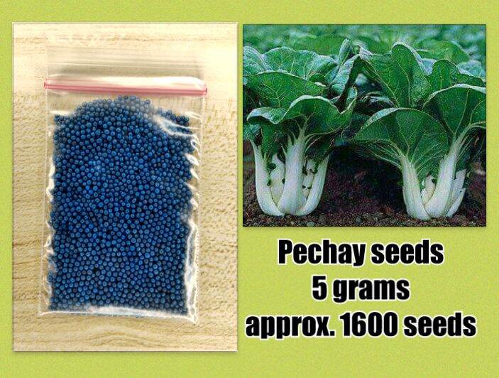 Pechay Seeds 5grams. Approximate 1600 seeds | Lazada PH